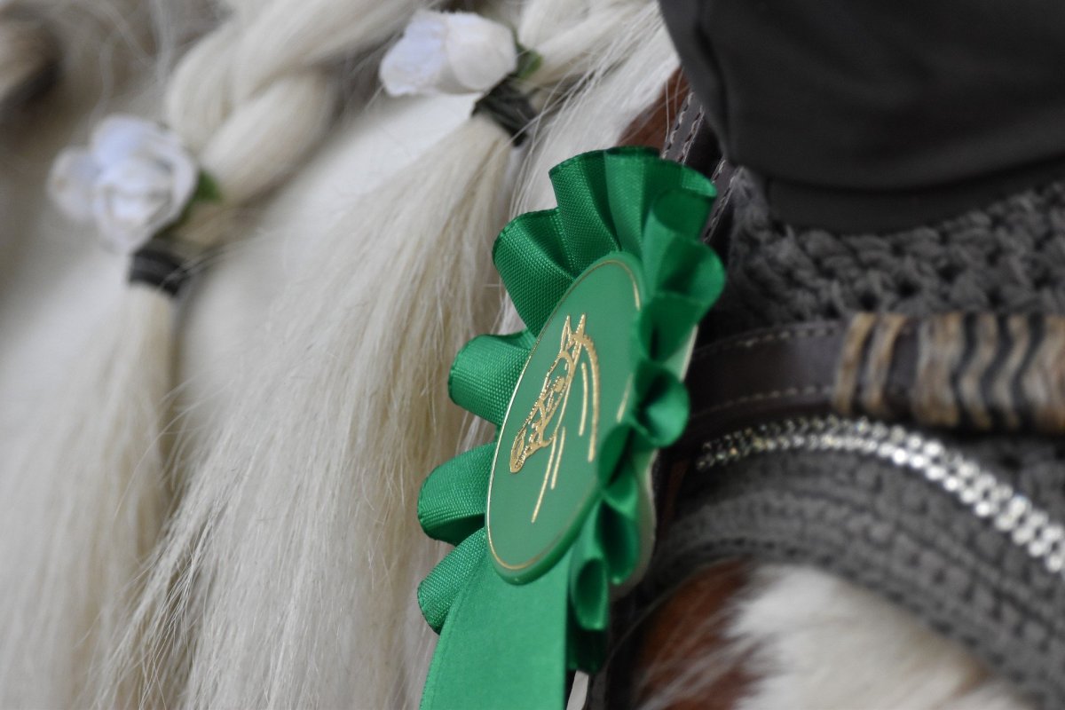 Show Ponies – Lost and Desperate